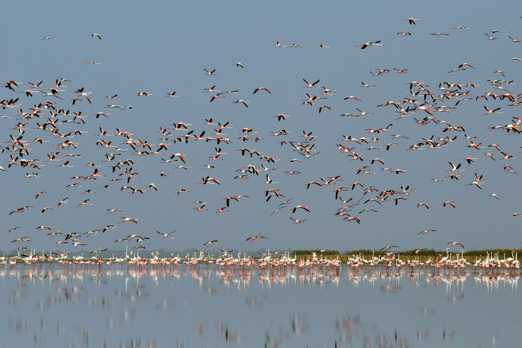 Thol Lake Bird Sanctuary: The ideal place for birdwatcher