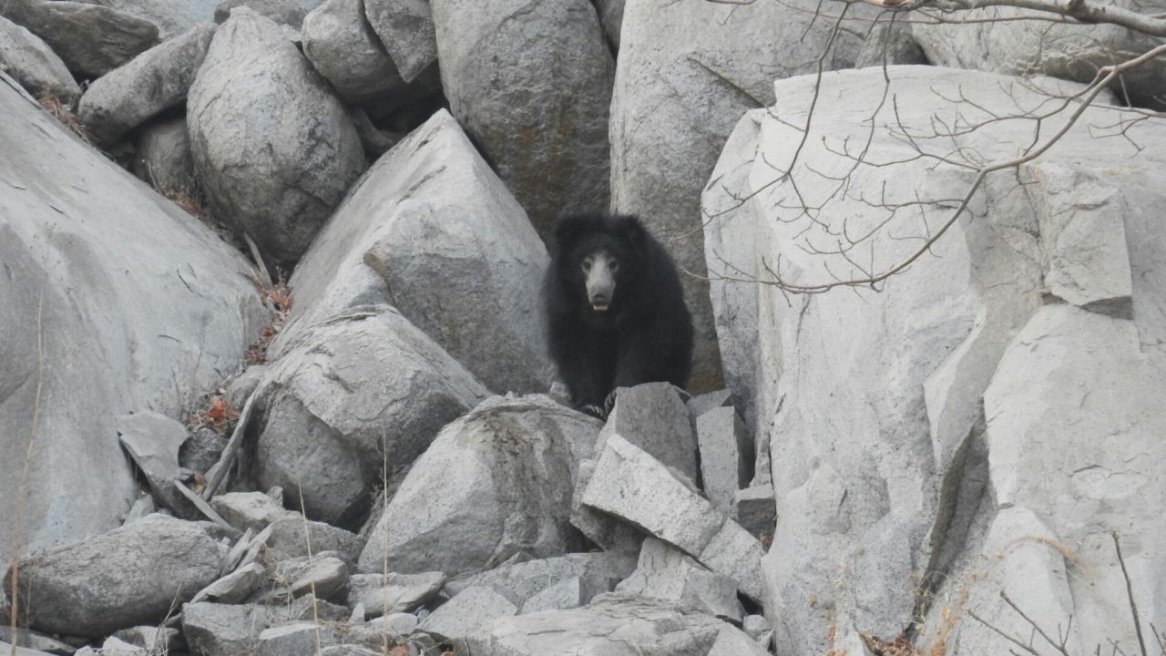 Awesome Things You Can Learn From Ratanmahal Sloth Bear Sanctuary