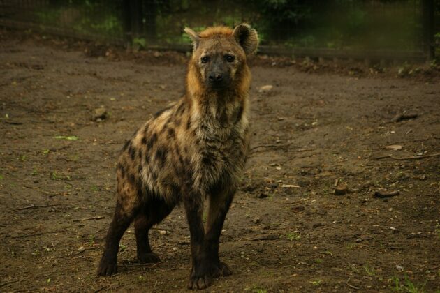 "Hyenas: Unraveling Their Unique Biology, Behavior, and Importance in ...