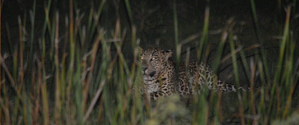 Vansda National Park: most popular wildlife sanctuaries in Gujarat