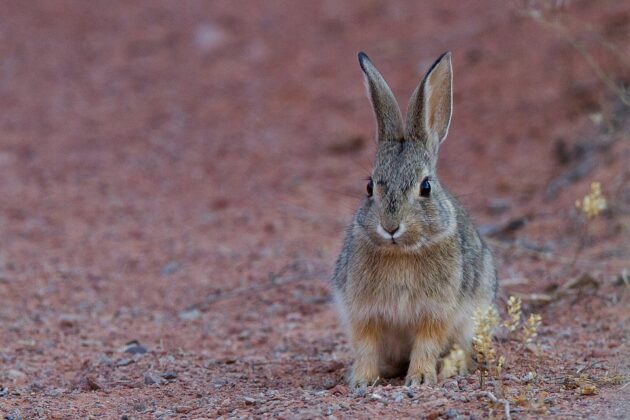 10 Important Facts That You Should Know About: The Desert Hare