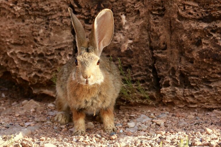 10 Important Facts That You Should Know About: The Desert Hare