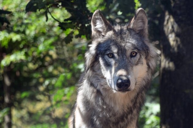 Wolf vs Fox: Key Differences in Size, Behavior, Diet, and Habitat