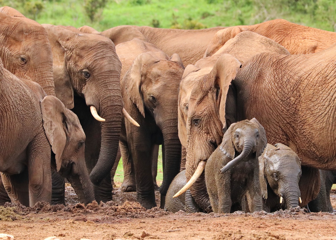 Odisha can see highest human casualties due to elephant conflict this ...