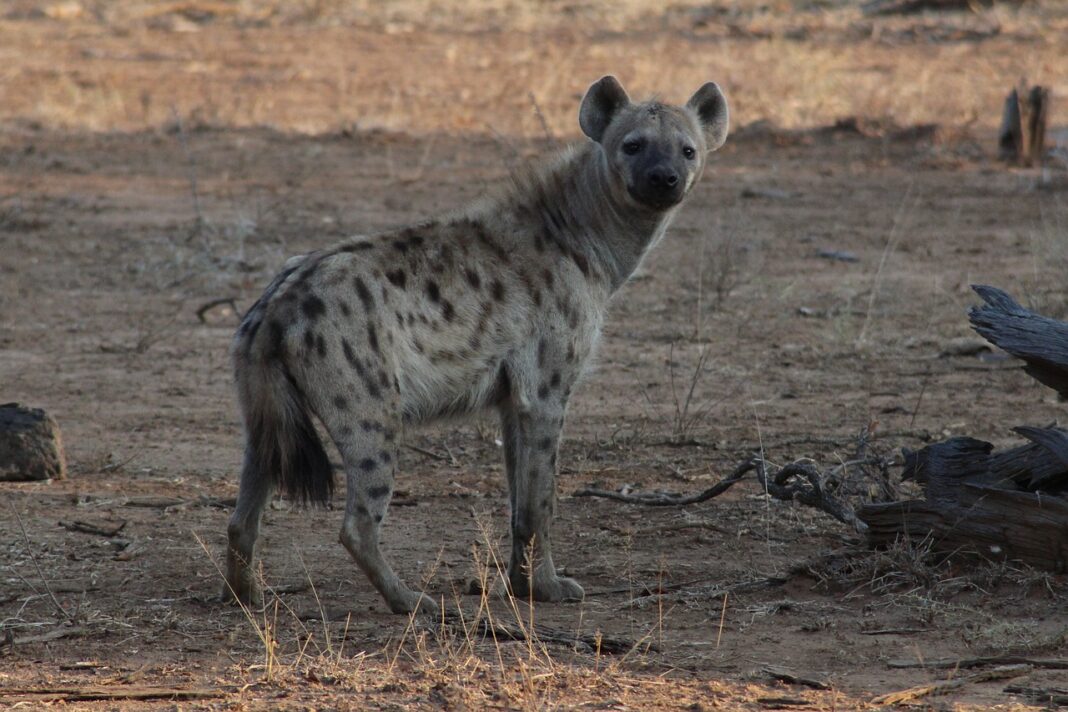 "Hyenas: Unraveling Their Unique Biology, Behavior, and Importance in ...