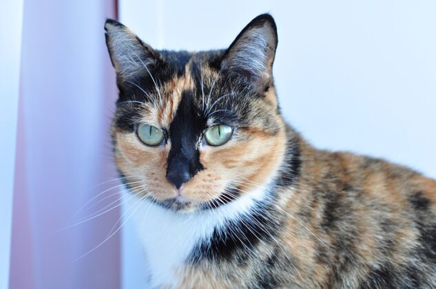 All you need to know about tricolor, calico or tortoiseshell cats