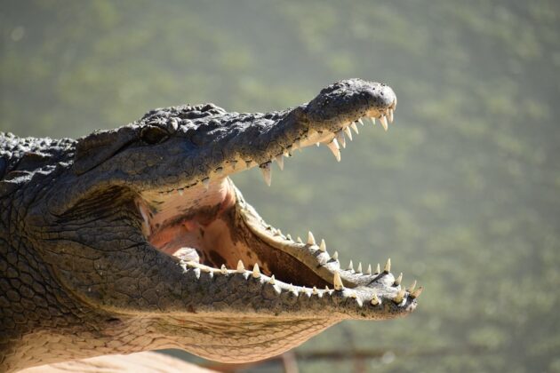 See ‘Dominator’ – The Largest Crocodile In The World