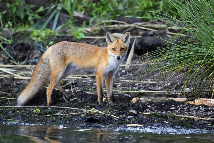 Wolf vs Fox: Key Differences in Size, Behavior, Diet, and Habitat