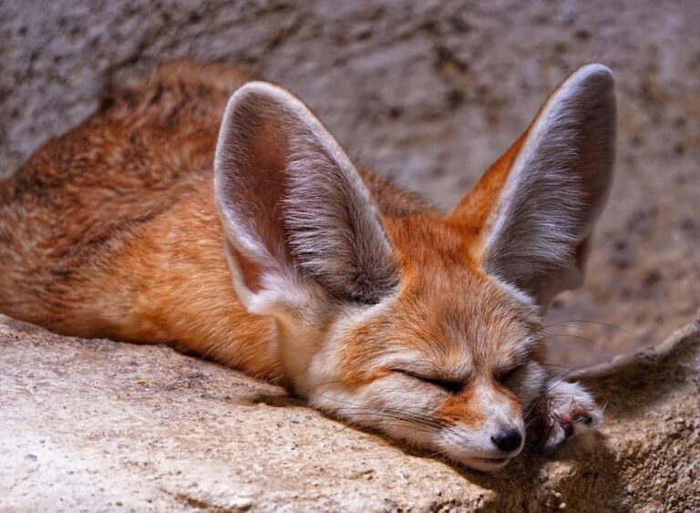 "Fennec Fox: Sahara's Extraordinary Desert Dweller and Its Unique ...