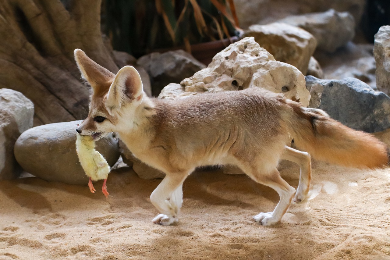"Fennec Fox: Sahara's Extraordinary Desert Dweller and Its Unique ...
