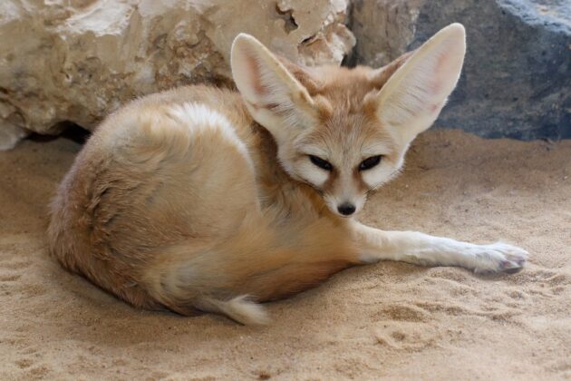 "Fennec Fox: Sahara's Extraordinary Desert Dweller and Its Unique ...