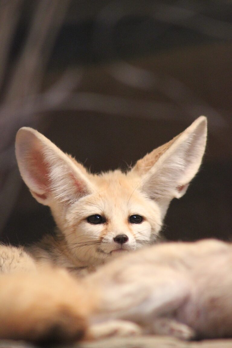 "Fennec Fox: Sahara's Extraordinary Desert Dweller and Its Unique ...