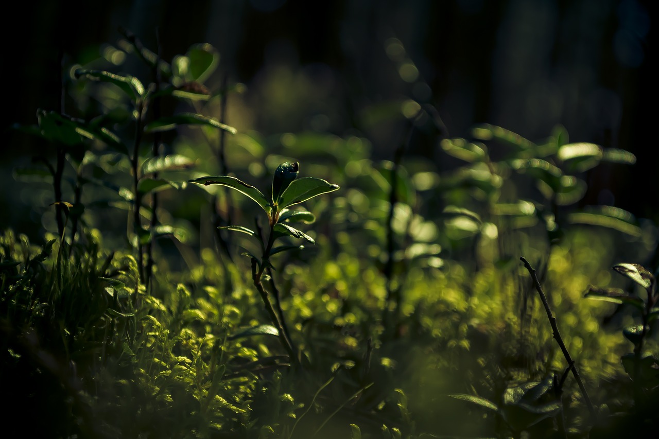 "Unlocking the Secrets of World Forest Day: Preserving Nature's Green ...
